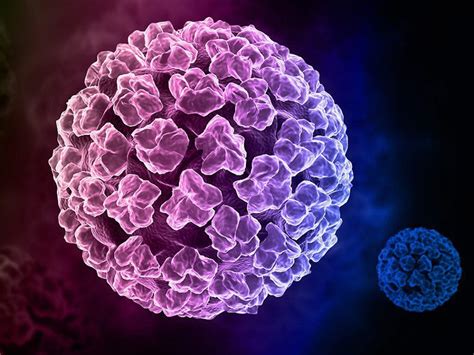 Hpv 16 Virus In Women