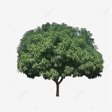 Дерево пнг на прозрачном фоне сверху