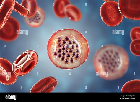 Protozoan Plasmodium Falciparum In The Stage Of Schizont Il Stock