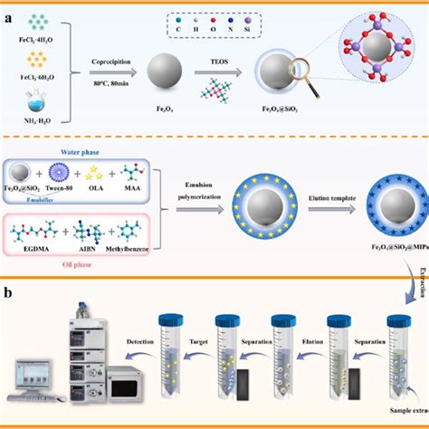 Schematic Diagram Of The Synthesis Of Fe3o4sio2mips A And The