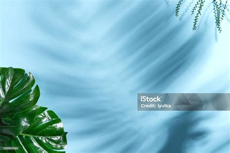 종이 배경에 열대 잎과 그림자 여름 컨셉 프레임 복사 공간 0명에 대한 스톡 사진 및 기타 이미지 0명 계절 그림자 Istock