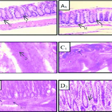 Process Flow Chart Of The Extrusion Spheronization Process Showing The Download Scientific