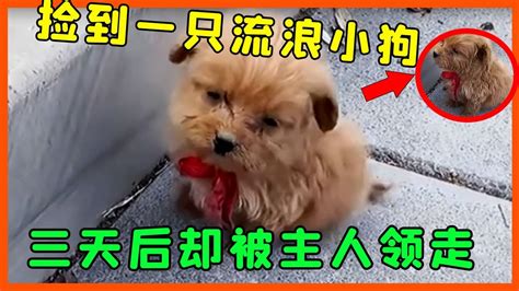 小女孩捡到一只流浪狗，三天后却被主人领走，女孩整日以泪洗面【小墨记录者】 Youtube