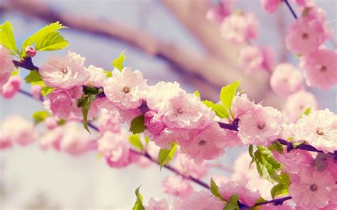 🔥 50 Cute Summer Desktop Wallpapers Wallpapersafari