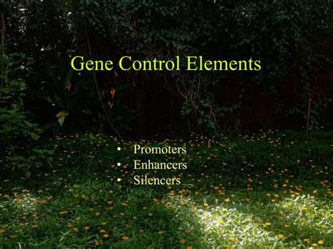 Control Elements Of Gene Promoterpptx