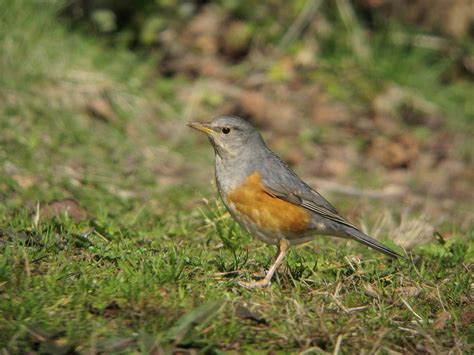 カラアカハラ 野鳥の世界