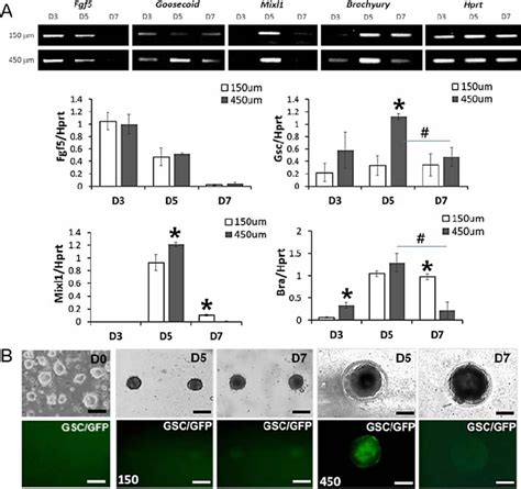 gene expression profiles related to early developmental processes in
