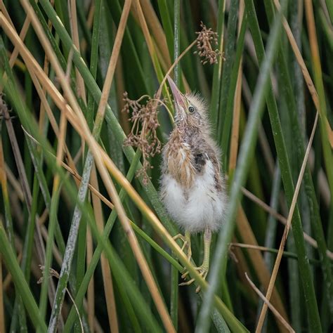 Least Bittern Photograph By Tim Doty Fine Art America