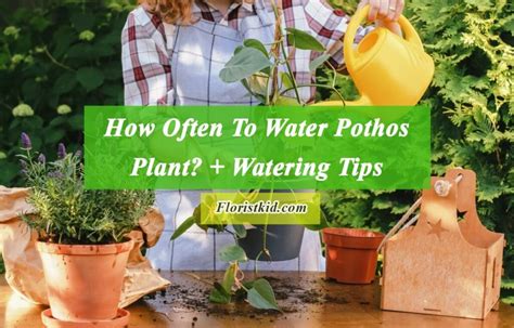 How Often To Water Pothos Plant Watering Tips