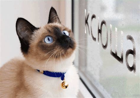 У каких пород кошек и собак бывают глаза синего цвета Ответы Mail