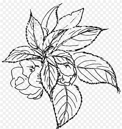 植物 鲜花 简笔画 凤仙花PNG图片素材下载 图片编号qlmllkmy 免抠素材网
