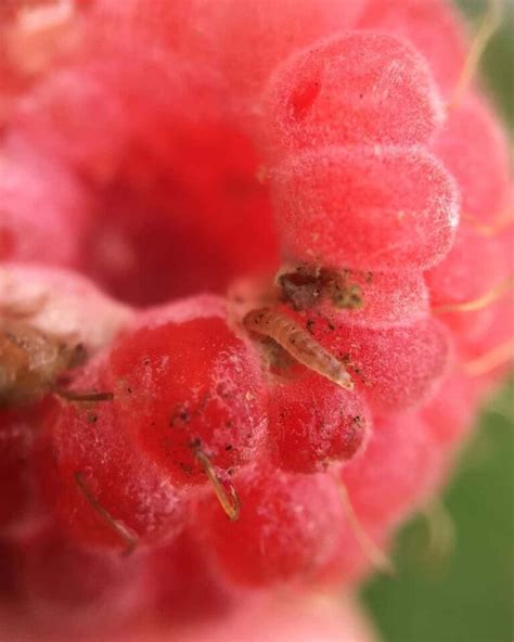 15 Raspberry Pests And Diseases You Should Know About Garden Patch