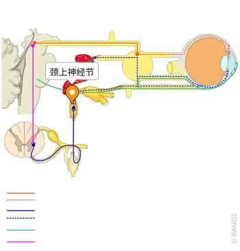 颈上神经节 E Anatomy Imaios