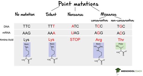 Mutations Mcat Biology Medschoolcoach