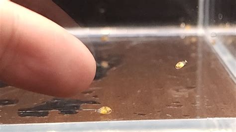 대박입니다학생이 최초로 복어를 번식시켰습니다 아기복어부터 아기해마까지 끝이없네요 Youtube