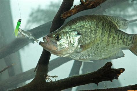 Catching Crappie In October And November Day 2 Fishing Big Baits For
