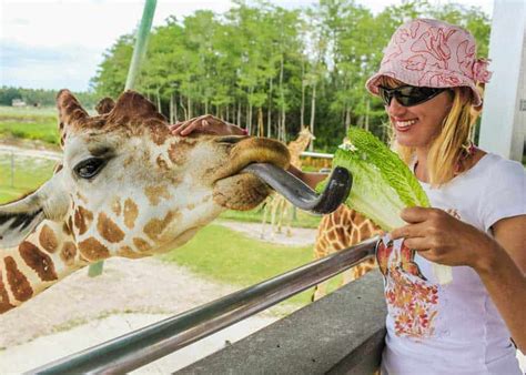 9 Giraffe Tongue Facts Color Length 4 Features Storyteller Travel