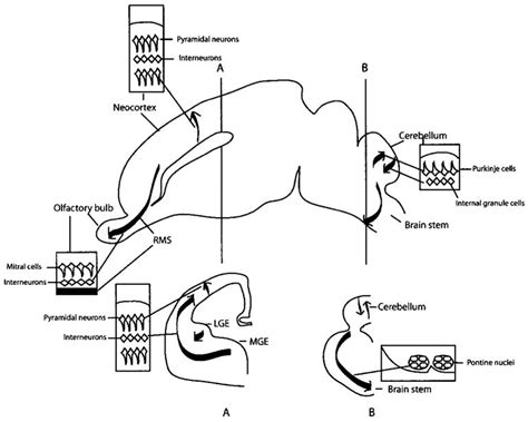 Molecular Control Of Neuronal Migration Pmc