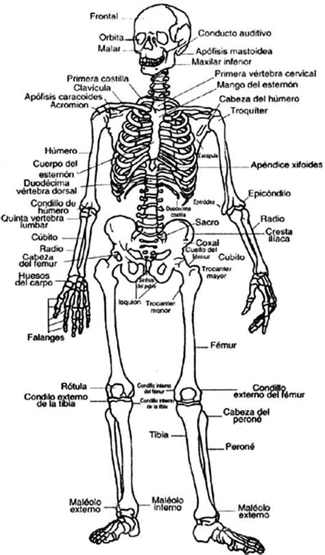 Sistema Oseo Para Colorear Indicando Sus Partes En Espanol Cuerpo