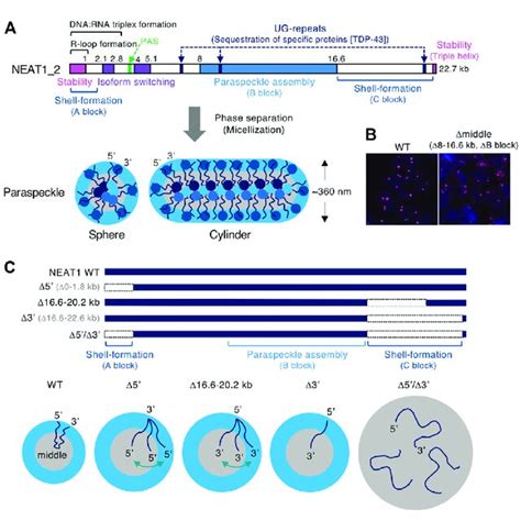 Pdf Micellization A New Principle In The Formation Of Biomolecular Condensates