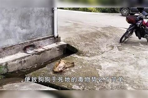 01克即可致死，偷狗贼用的毒狗药有多毒？人吃到会有啥可怕后果后果