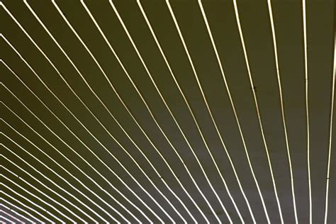 Single Line Pattern Stock Photos Images And Backgrounds For Free Download