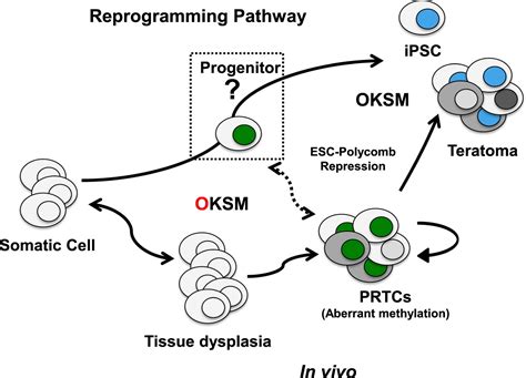 Reprogramming Can Be A Transforming Experience Cell Stem Cell