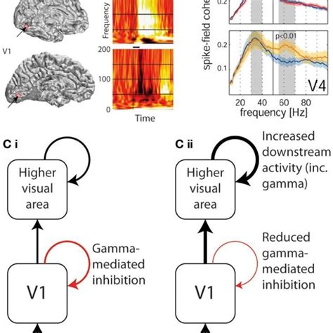 Divergent Trends In Gamma Oscillation Responses In Different Areas Of Download Scientific