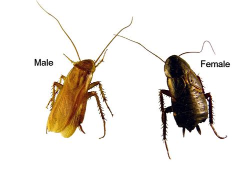 Turkestan Cockroach