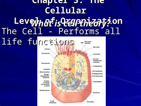 Ppt Cell Structure Iv Dokumen Tips
