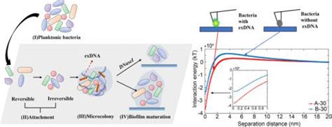 细胞外 Dna 在厌氧氨氧化生物膜的建立和维持中的关键作用science Of The Total Environment X Mol