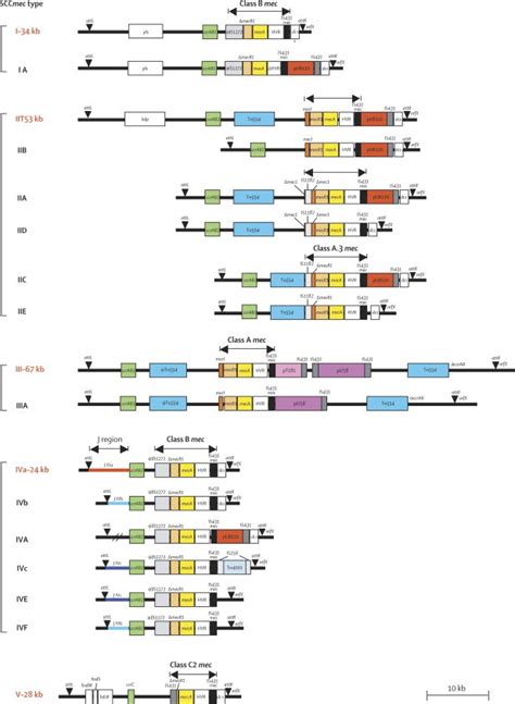 11 Genomic Organization Of Sccmec Types I V And Variants Download Scientific Diagram