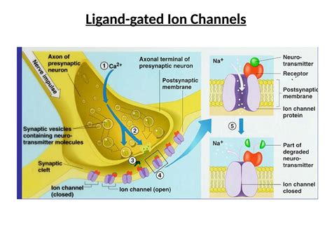 Cell Membrane Transport And Structure Pptx