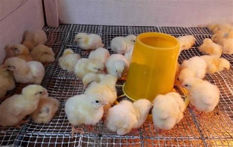 Как вырастить суточных цыплят в домашних условиях