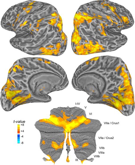Cortical And Cerebellar Activity During Visually Guided Saccades