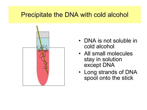 Dna Extraction Principles 1204929342269384 3 Ppt