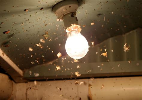 ¿por Qué La Luz Atrae A Los Insectos