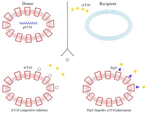 An Overview Of The Factors Involved In Biofilm Production By The Enterococcus Genus Pmc