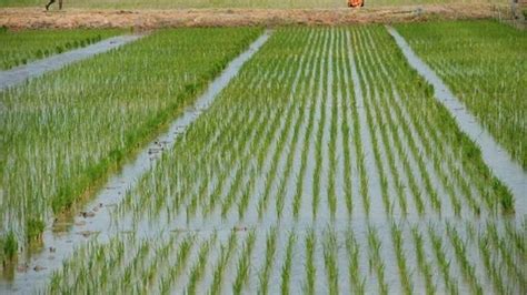 Types Of Irrigation Methods Of Irrigation What Is Irrigation