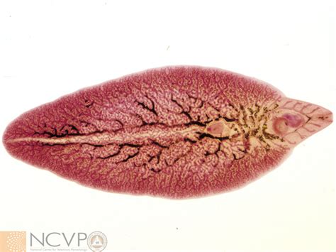 Ncvp National Center For Veterinary Parasitology Trematodes