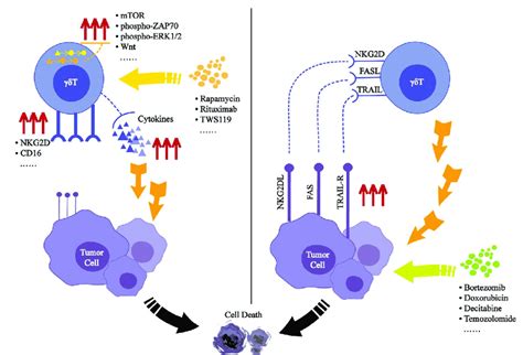 Effected Induced By Small Molecules After Acting On γδt Cells Or Tumor Download Scientific