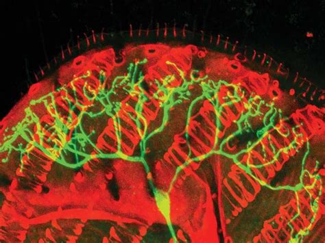 Home Interdepartmental Graduate Program In Dynamical Neuroscience