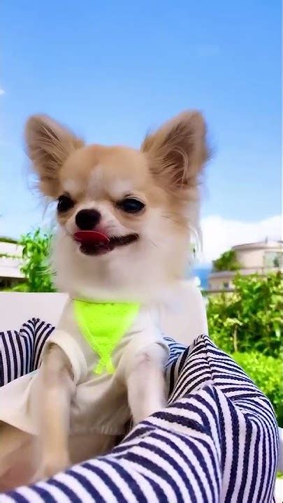 زیباترین سگ های عروسکی Youtube