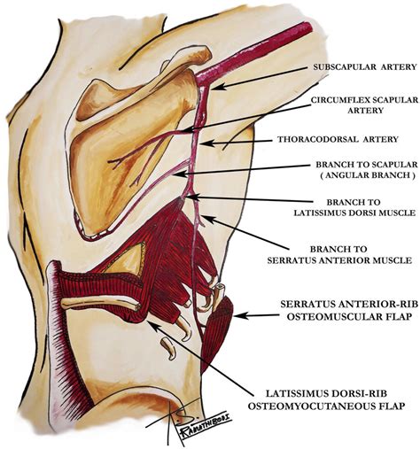 Thoracodorsal Artery