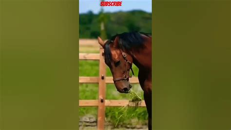 Hourse Race 😱 Shorts Trending Youtube