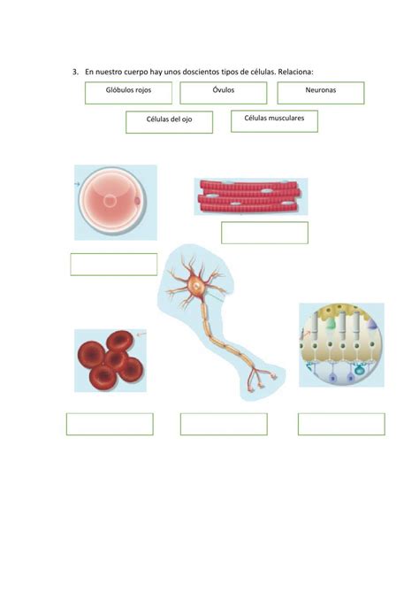 La Célula Free Activity Ciencias De La Naturaleza Celulas Worksheets