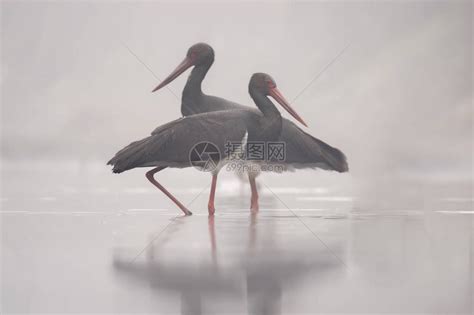 Ciconianigra