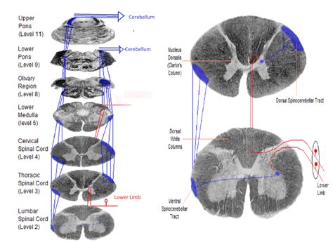 Diagram Of Spinocerebellar Pathways Quizlet