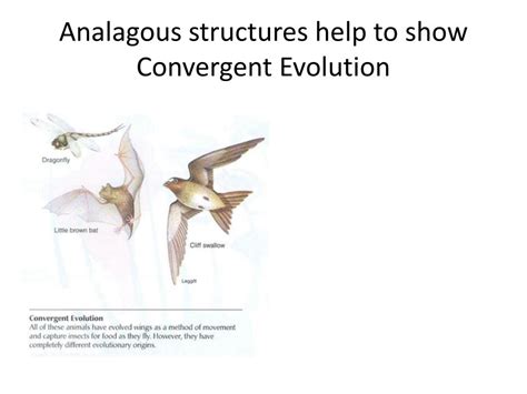 Ppt Homologous Vs Analogous Structures Powerpoint Presentation Free