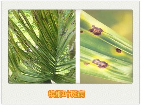 酵素农业技术：槟榔黄化及岛本酵素菌肥综合防治方案 知乎